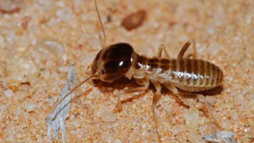 Con mọt gỗ, con mối gỗ là gì? | Mối mọt là gì? Cách diệt mối mọt